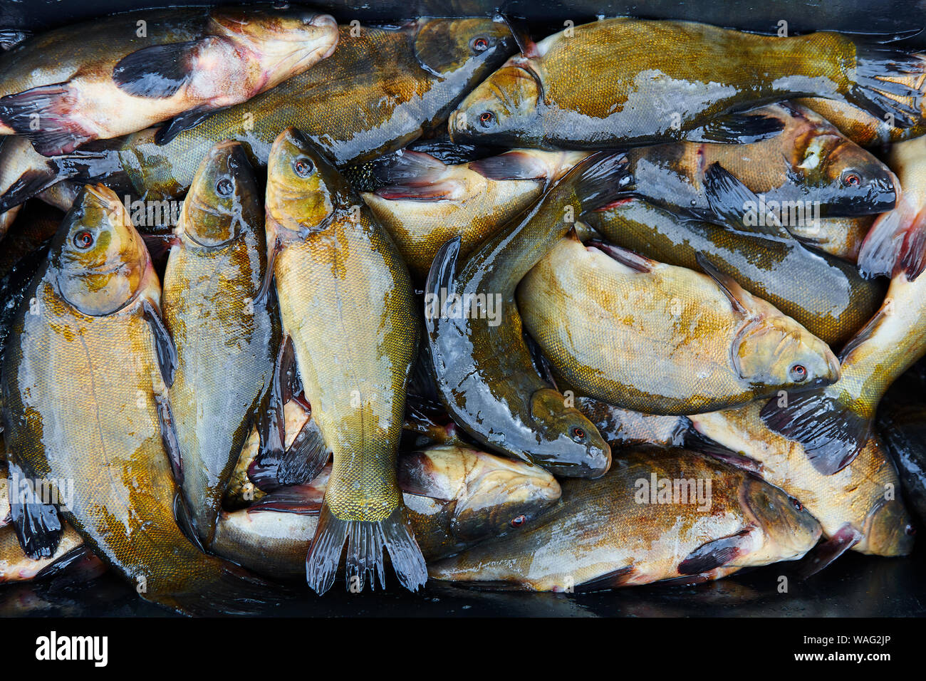 Fresh fish catch on sale Stock Photo - Alamy