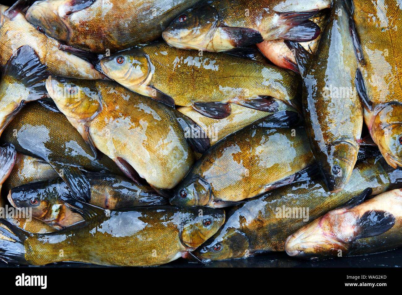 Fresh fish catch on hi-res stock photography and images - Alamy