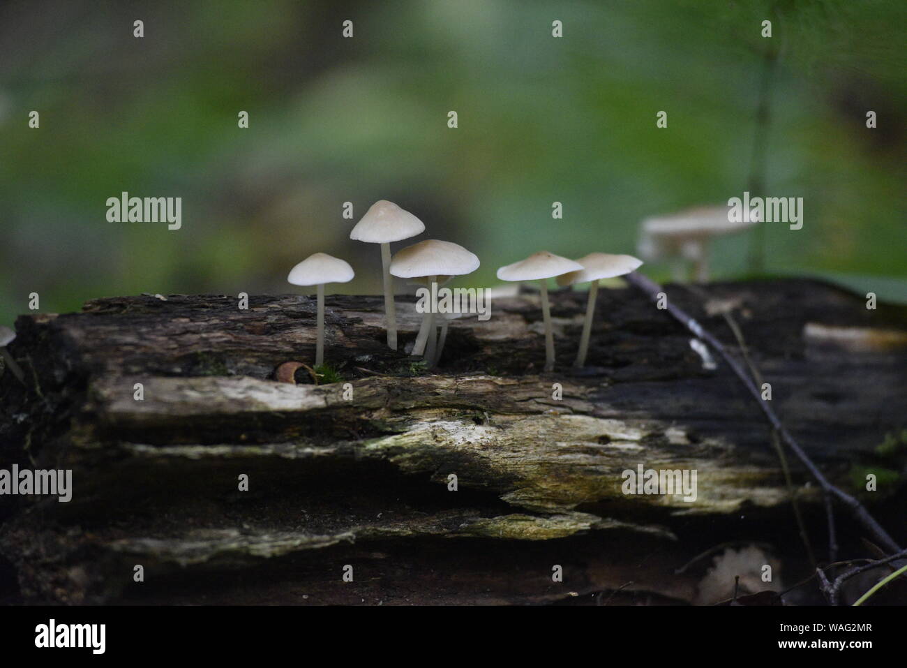 Mushrooms growing on log Stock Photo - Alamy