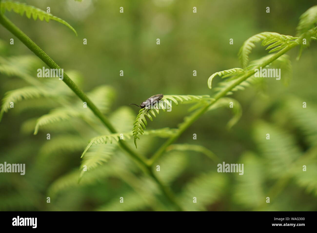 A click Beetle sat on a Fern leaf in the undergrowth of woodland Stock ...