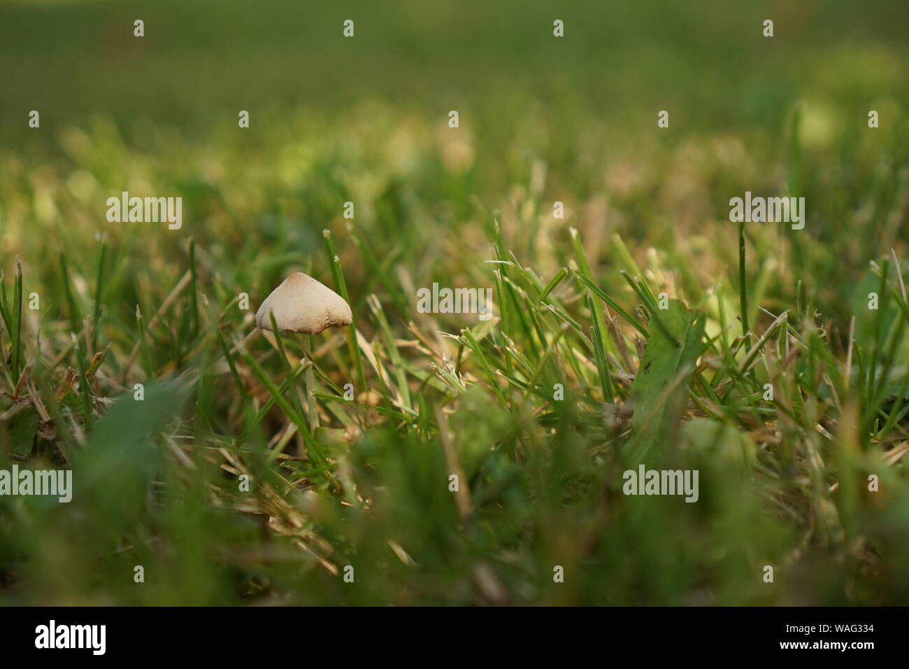 Grass lawn fungus hi-res stock photography and images - Alamy