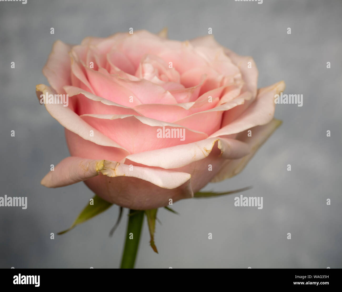 Flower photography - pink rose against a plain background Stock Photo ...