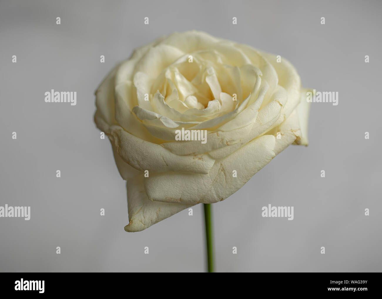 Flower photography - plain white rose with plain background Stock Photo ...