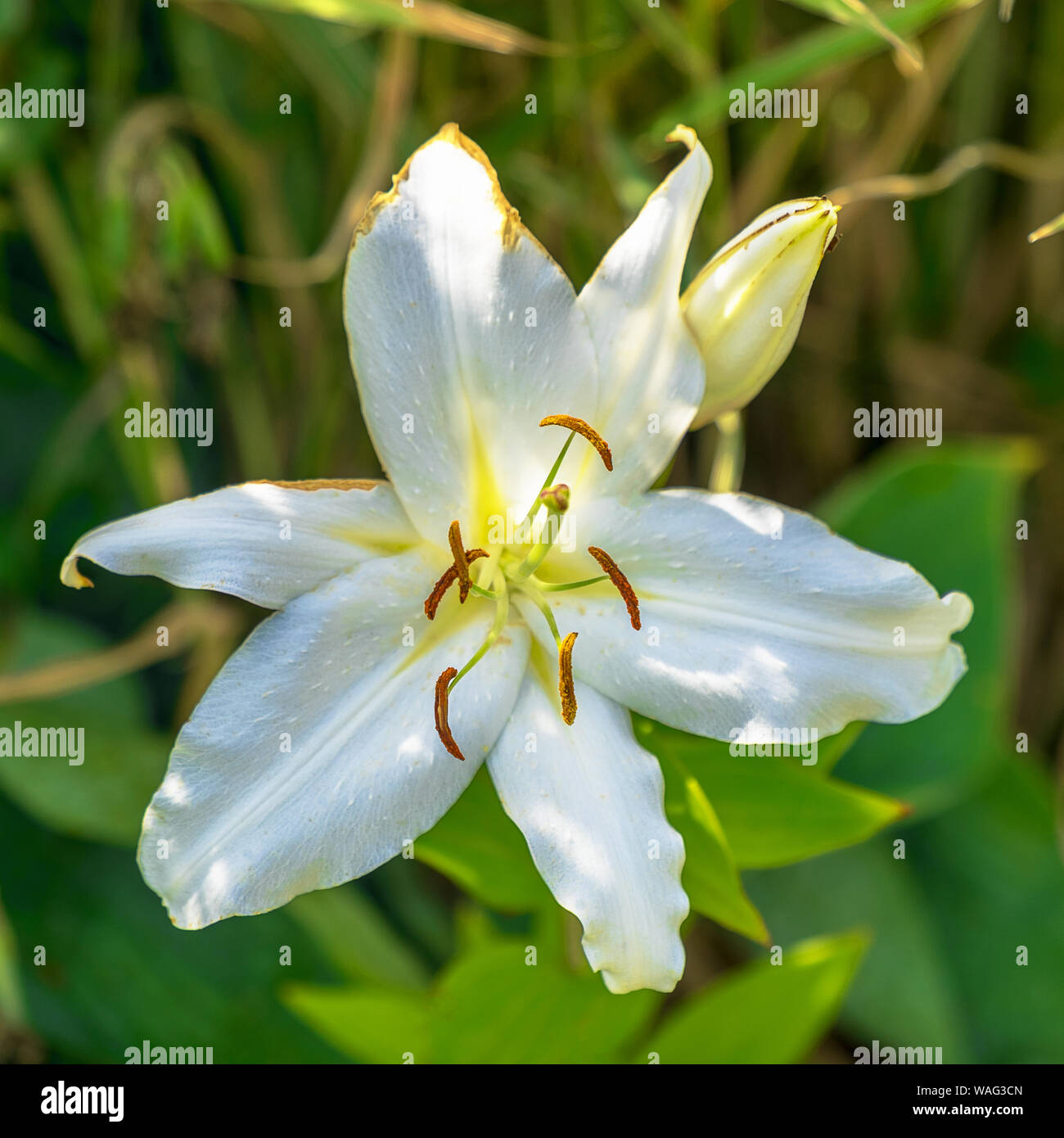 Blooming white lily flower in summer garden Stock Photo - Alamy