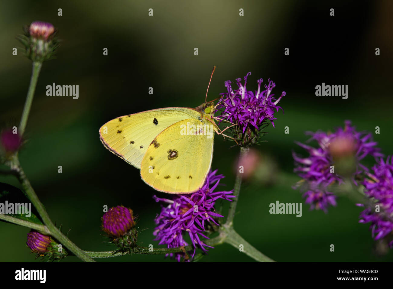 Orange sulfur butterfly or Colias eurytheme on ironweed in bright ...