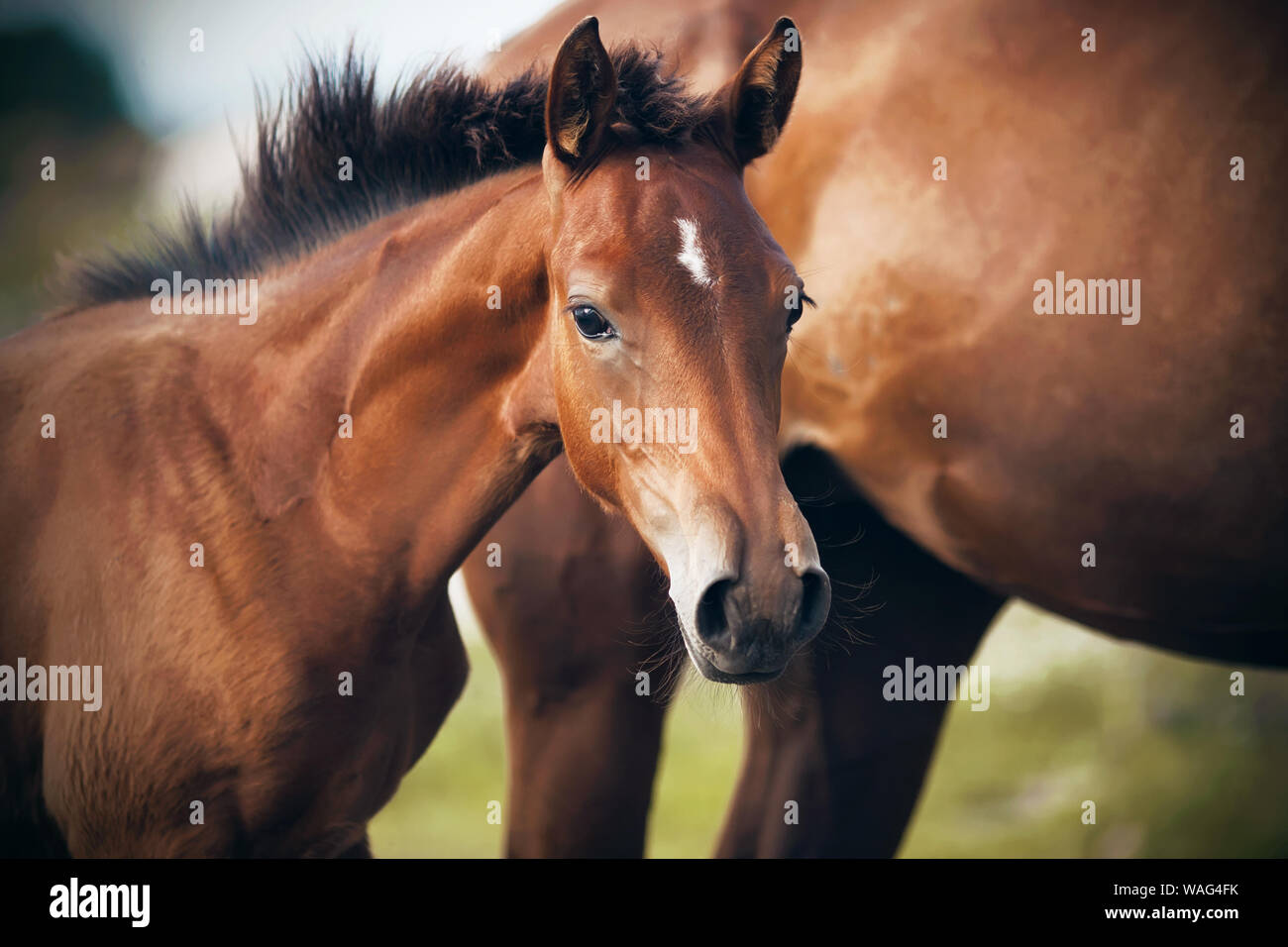 A cute shy foal of a bay suit with a white spot on his forehead stands ...