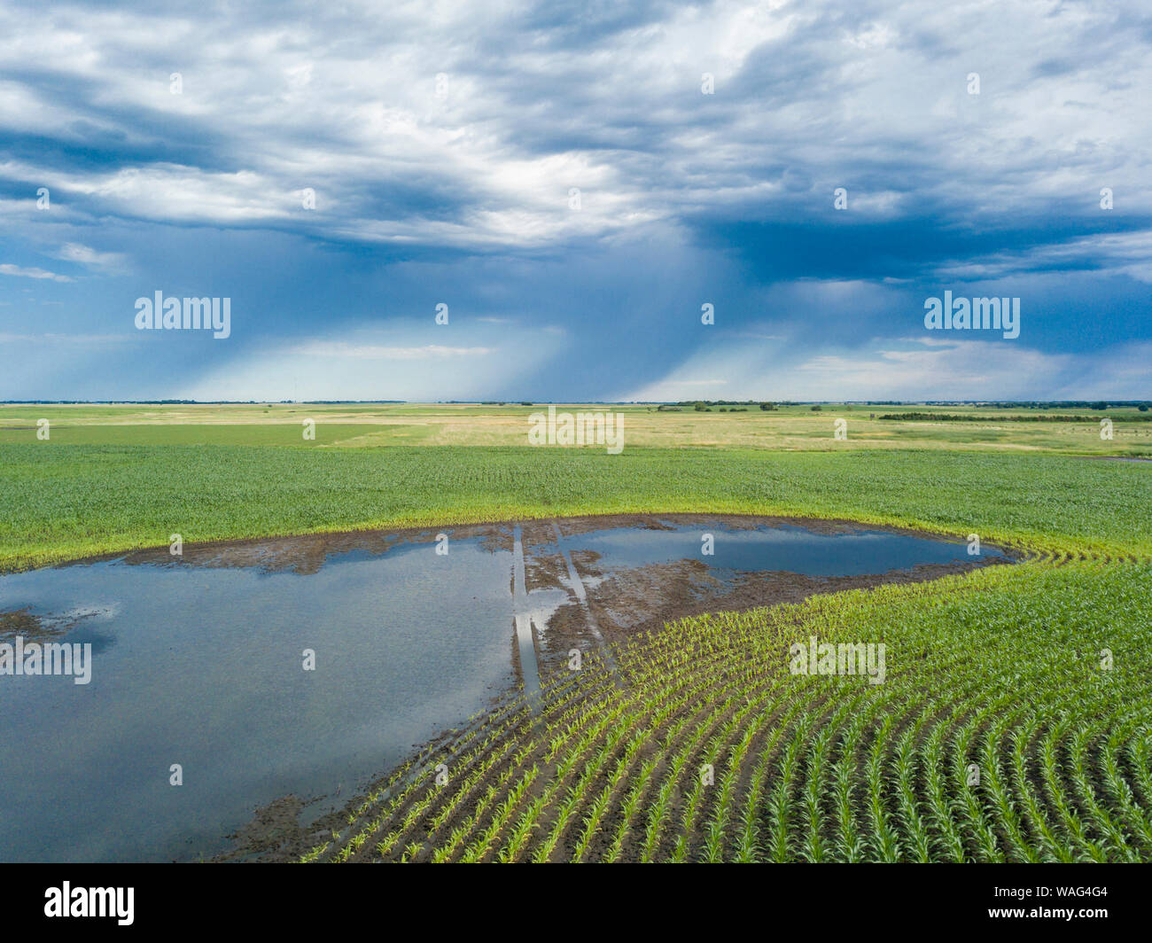 Flooded corn field with tractor tracks in mud and rain in background ...