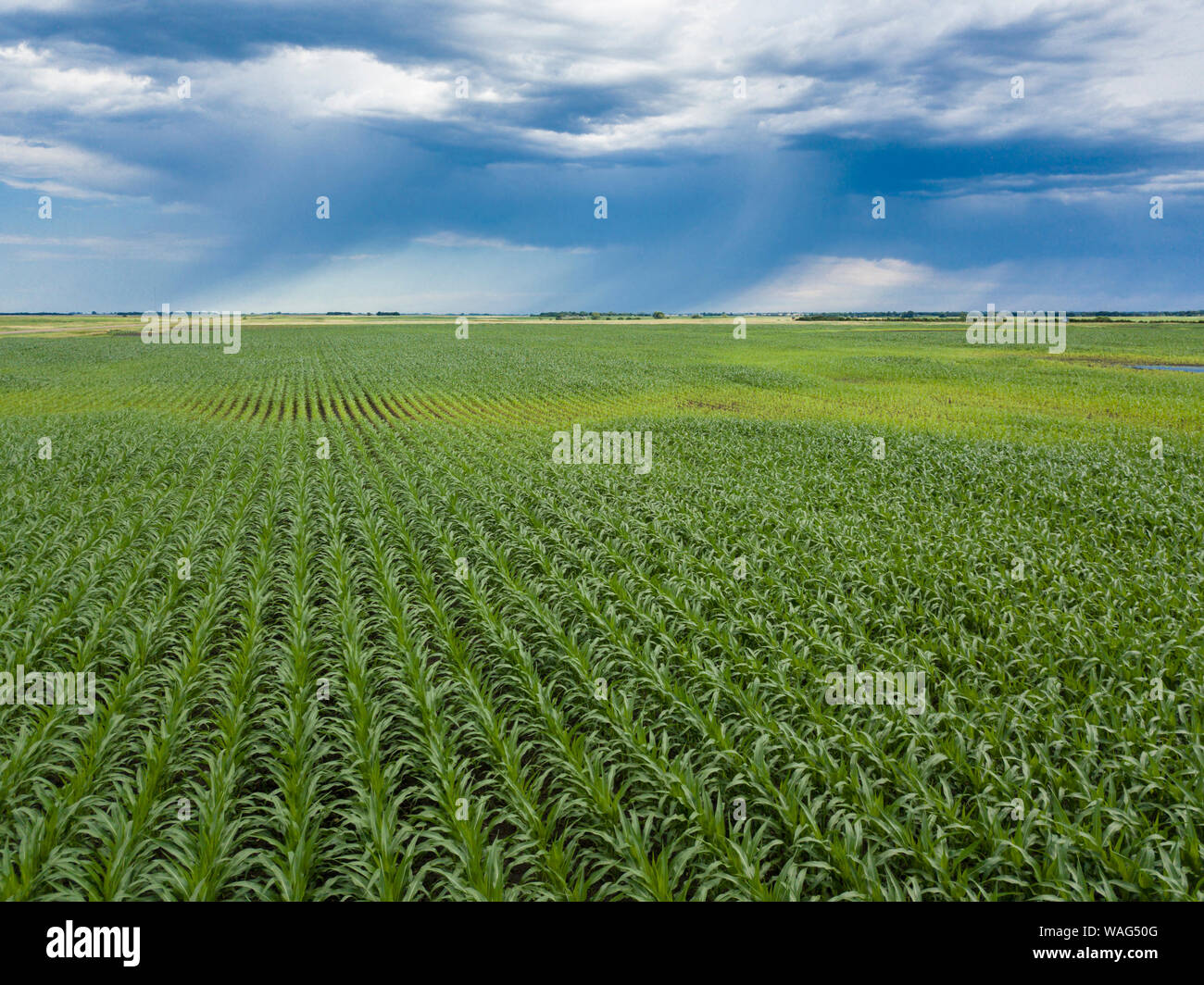 Corn field usa aerial hi-res stock photography and images - Alamy
