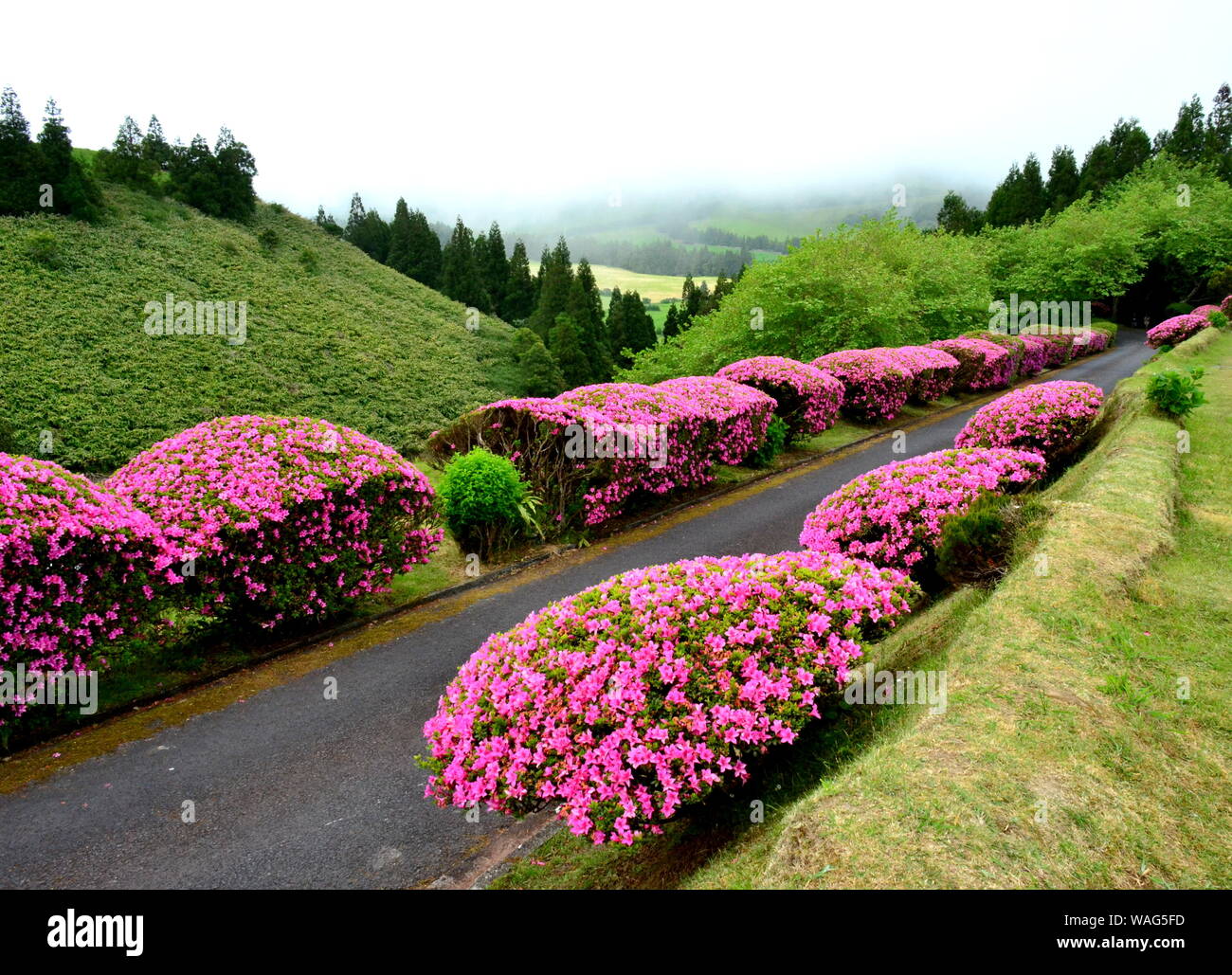 Flowers, Sao Miguel island, Azores Stock Photo - Alamy