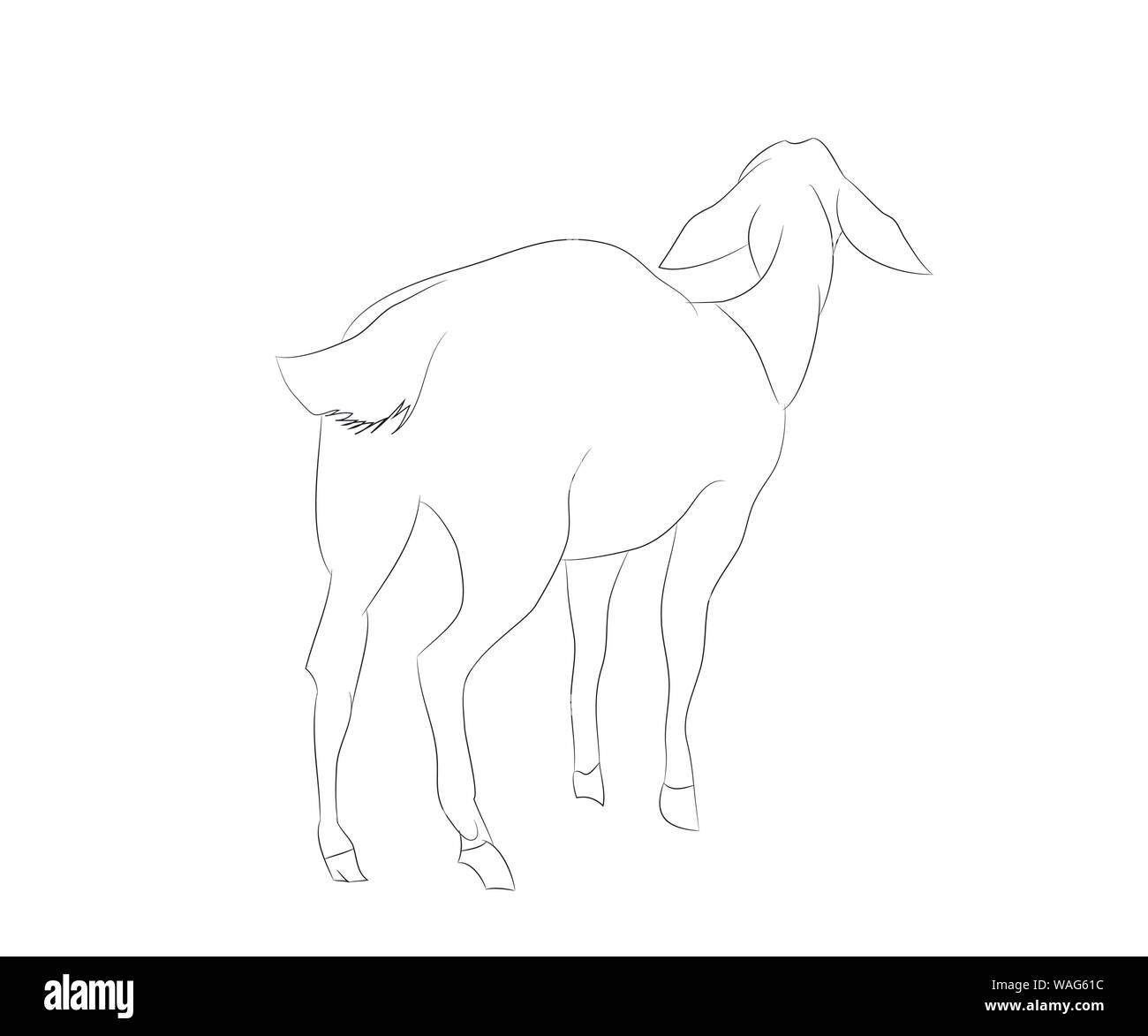 vector illustration of a goat that stands, drawing by lines, vector ...