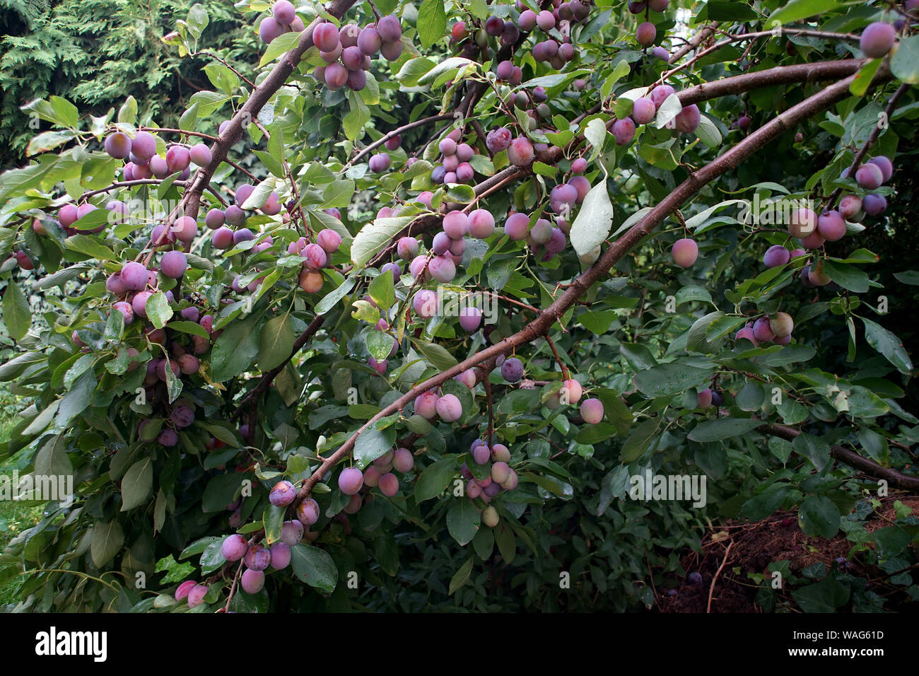 Inclined on tree hi-res stock photography and images - Alamy