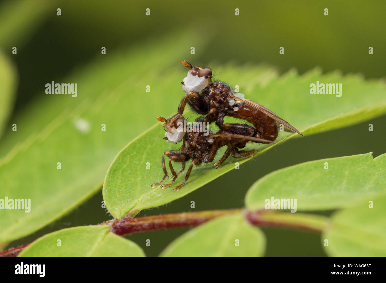 Mating pair of plain-winges Beegrabers (Myopa testacea), Peak District ...