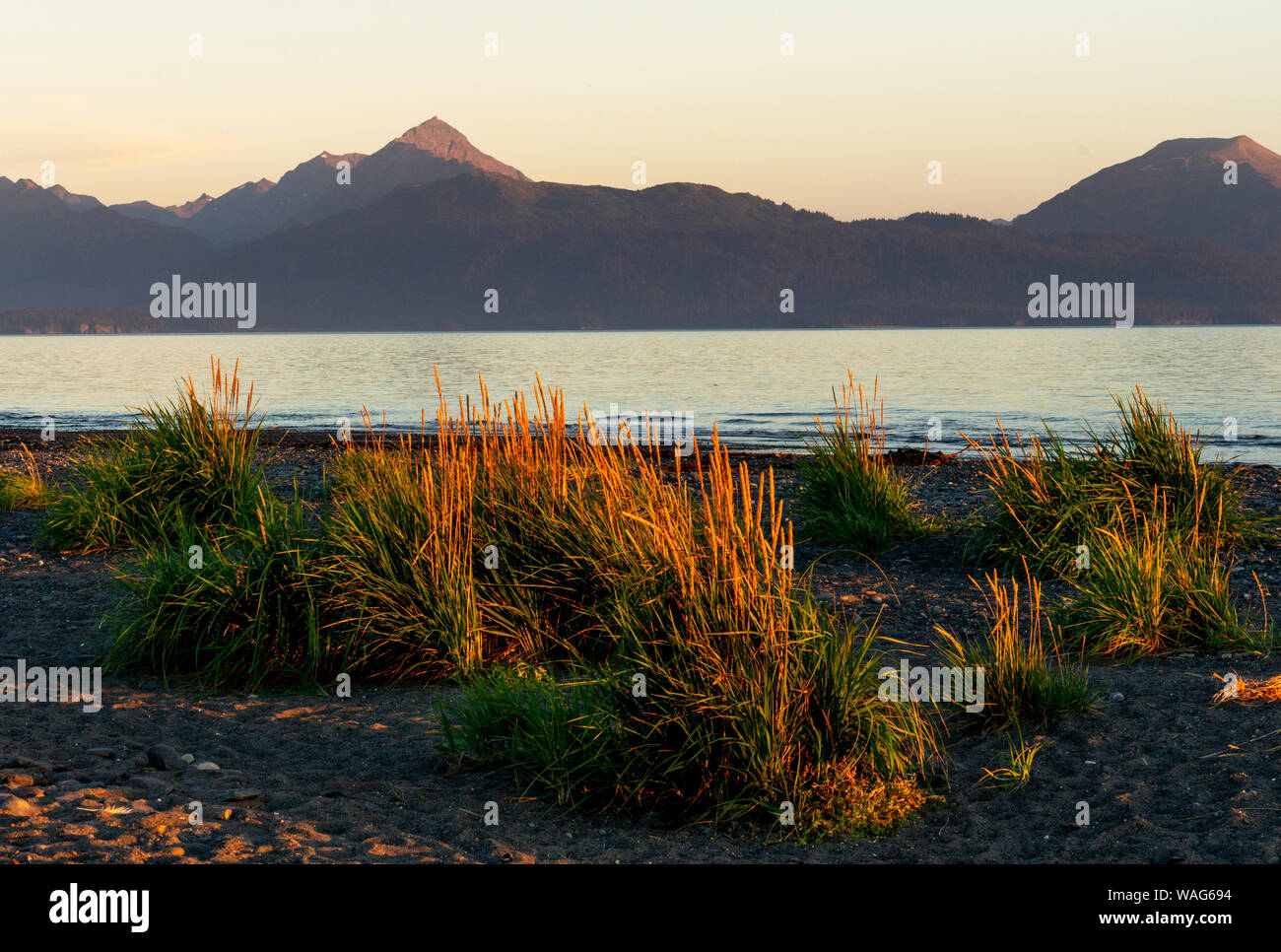 Sunset lit grass on the Homer Spit with mountains in the distance Stock ...
