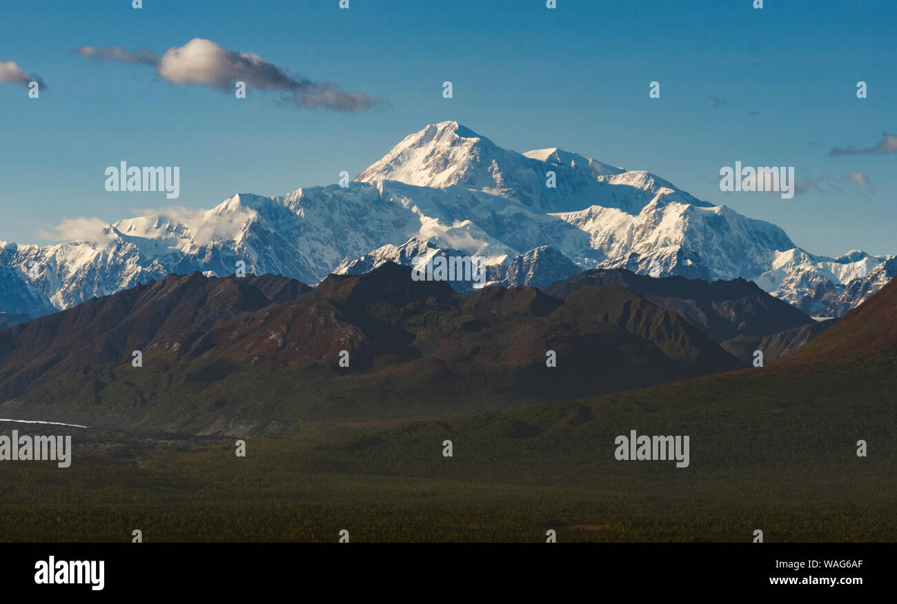 Majestic snow capped Mount Denali as seen from the Curry Ridge Trail in ...