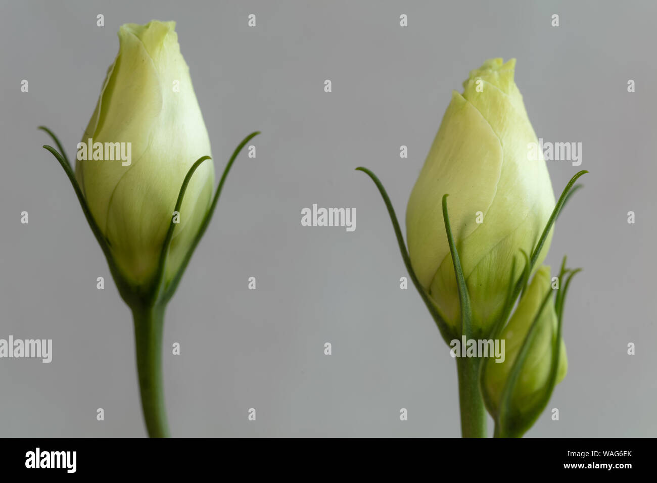 Two rose buds close up with plain grey background Stock Photo - Alamy