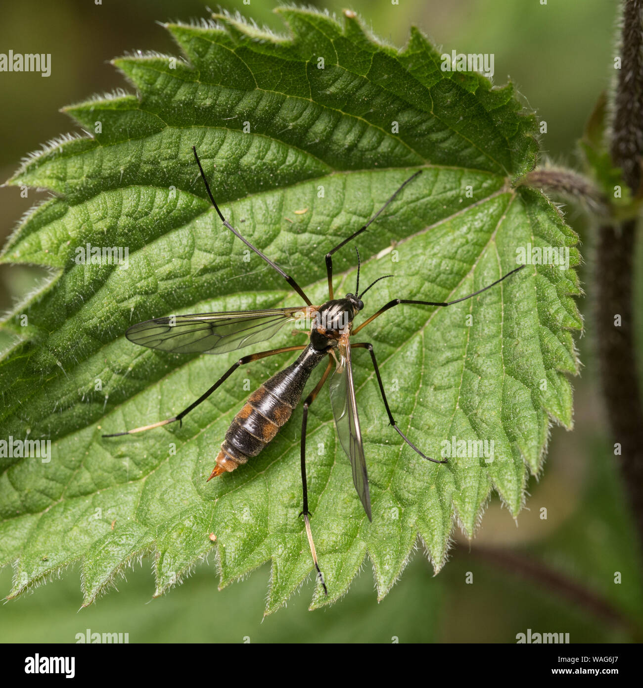 Pale hind tarsus hi-res stock photography and images - Alamy