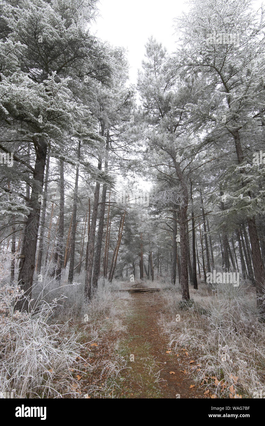 Frosty forest hi-res stock photography and images - Alamy