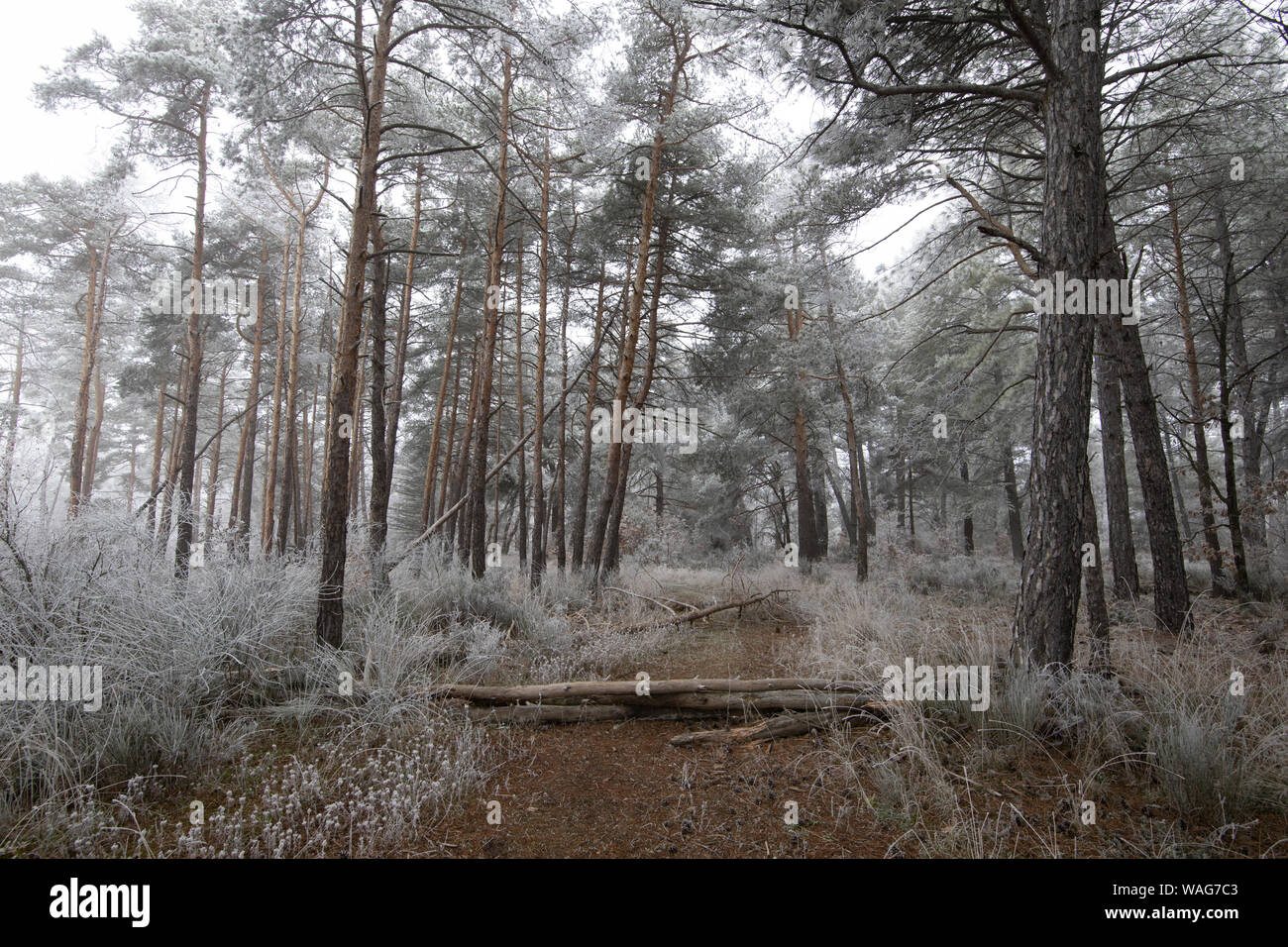 Icy forest at morning in winter Stock Photo - Alamy