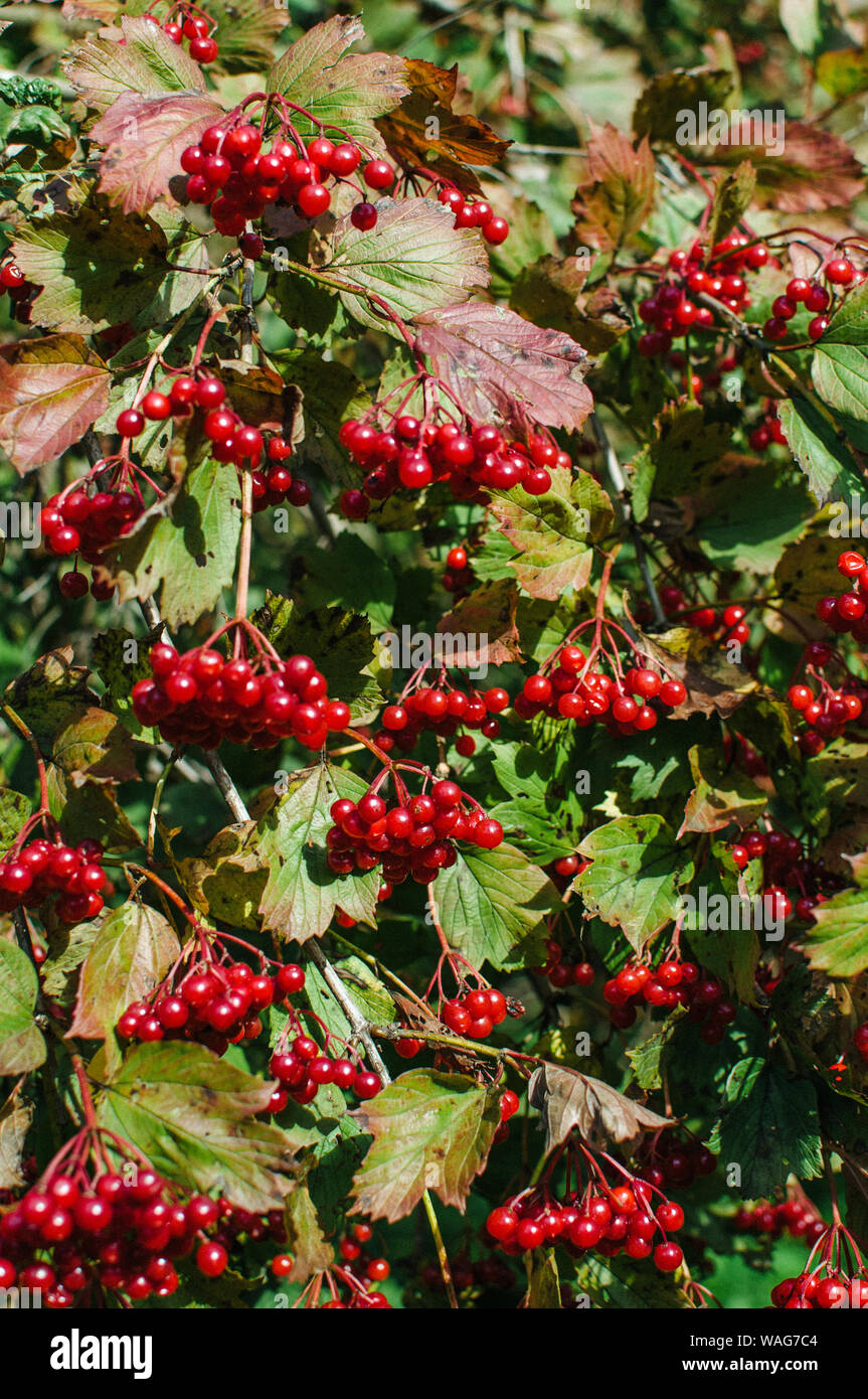 Fresh red berries in the garden Stock Photo - Alamy