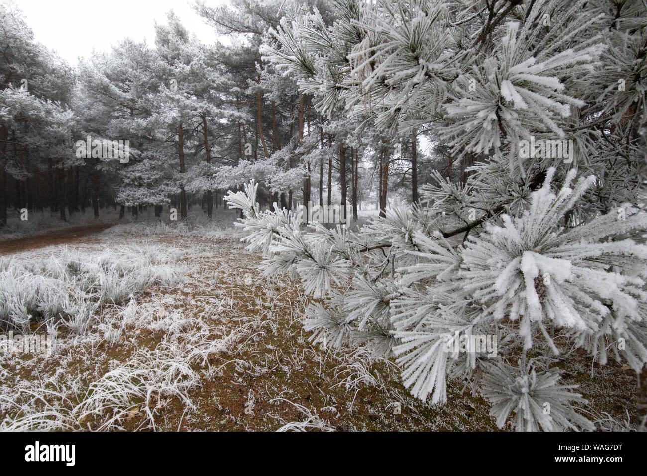 Freezing fog forest hi-res stock photography and images - Alamy