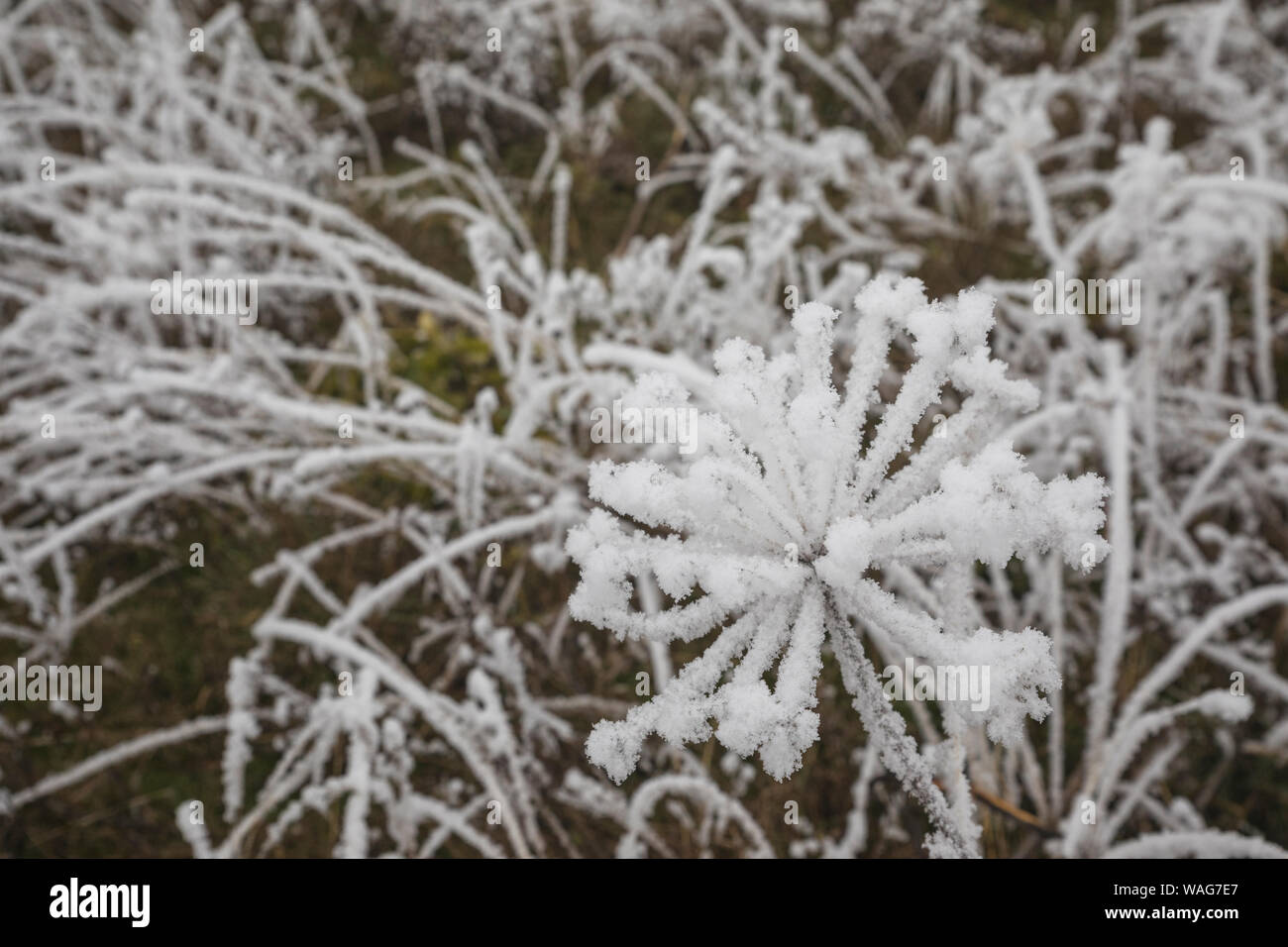 Freezing fog forest hi-res stock photography and images - Alamy