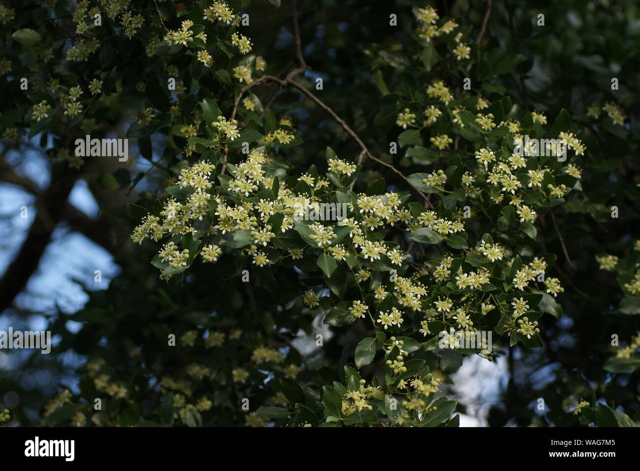 Soap bark tree quillaja saponaria hi-res stock photography and images ...
