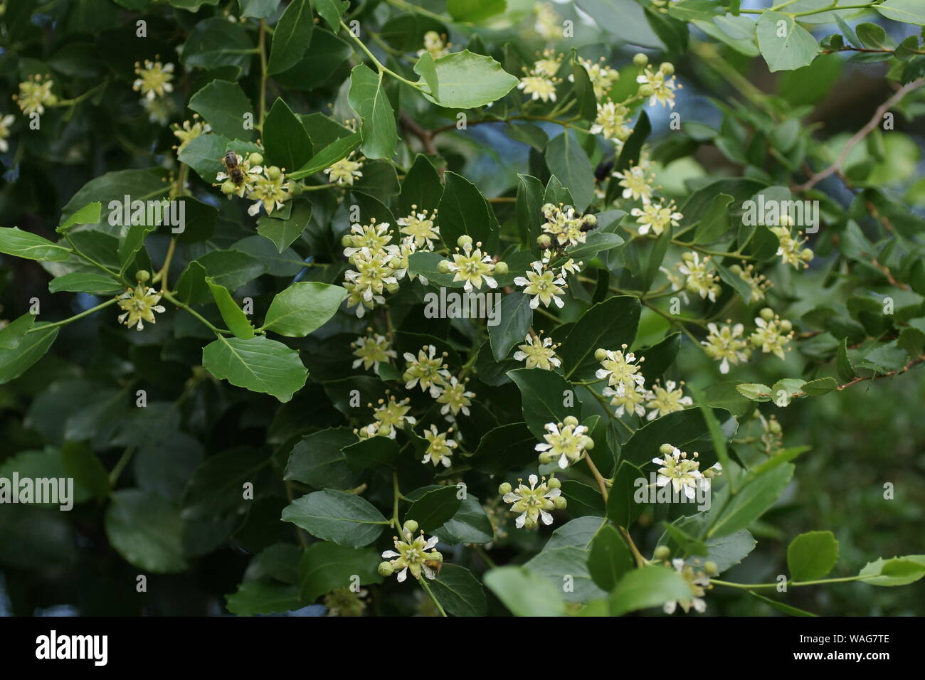 Quillajaceae High Resolution Stock Photography and Images - Alamy