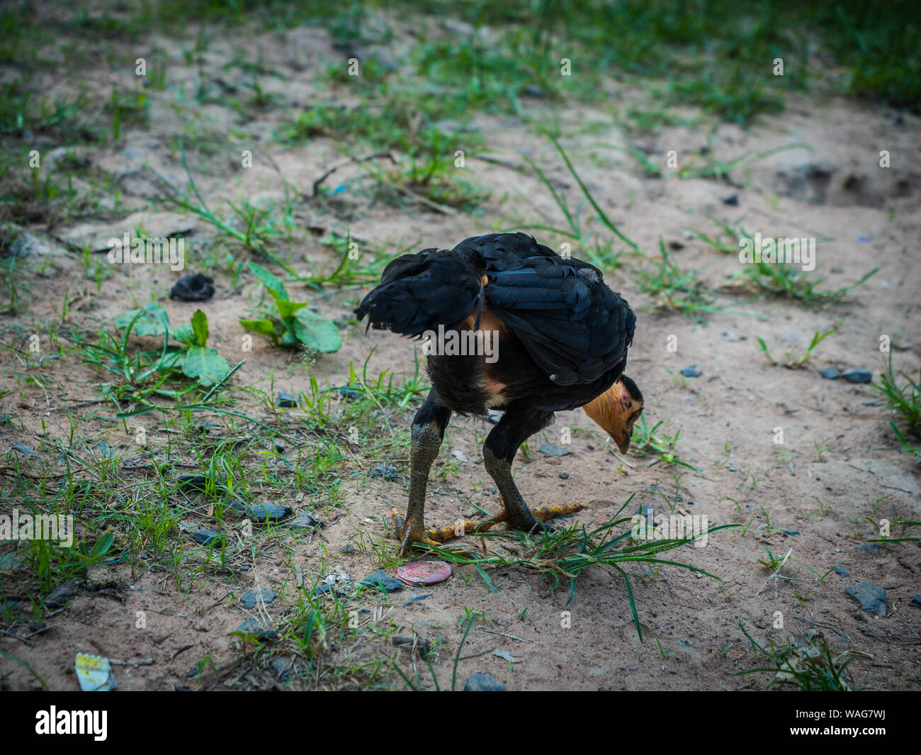 chicken finding feed on floor in garden Stock Photo - Alamy