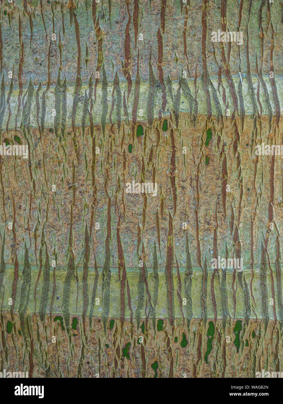 Trunk Skin of Coconut Tree, wooden texture for background Stock Photo ...