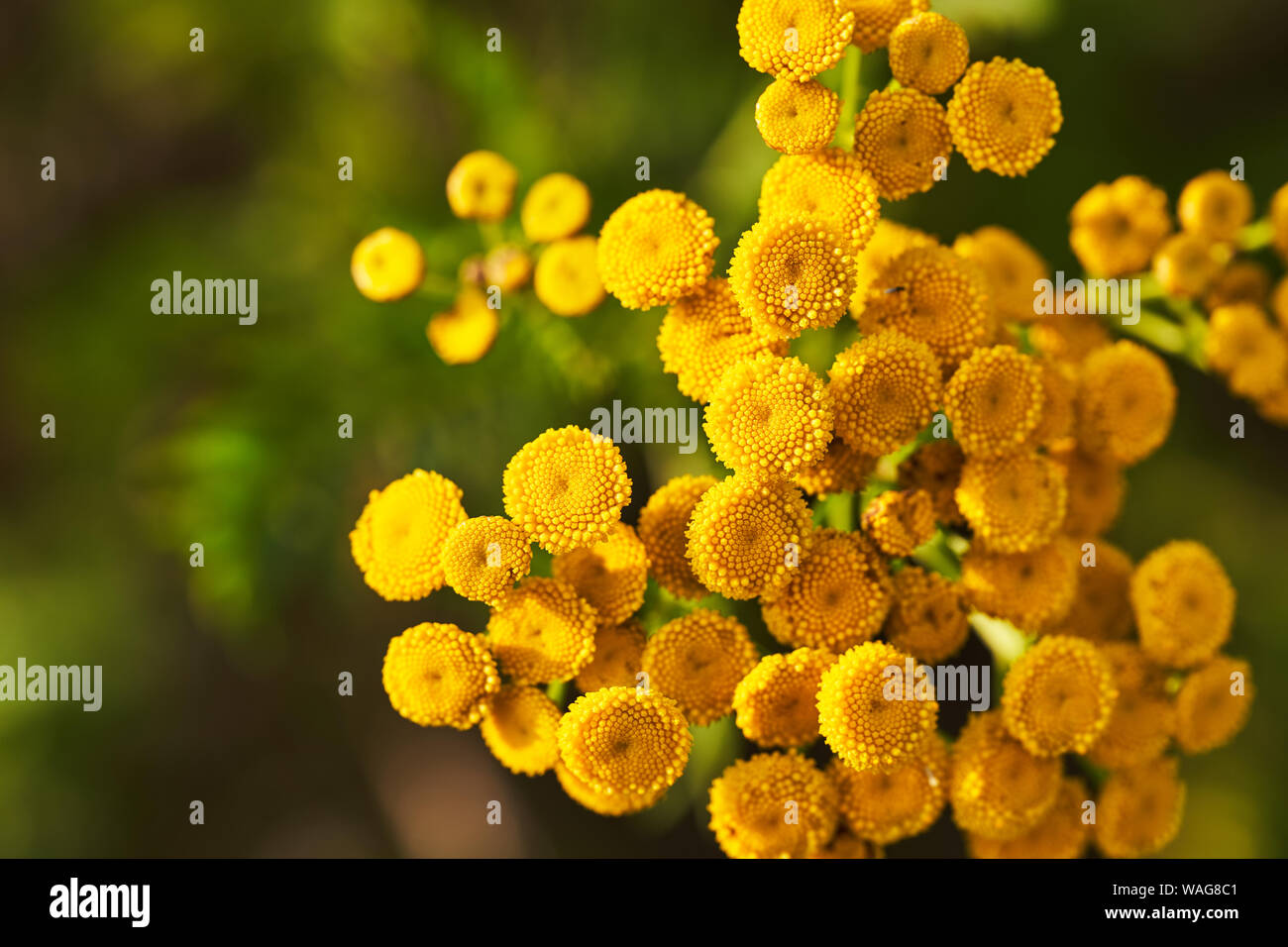 Yellow tansy flowers,Tanacetum vulgare. Background with colors Stock ...