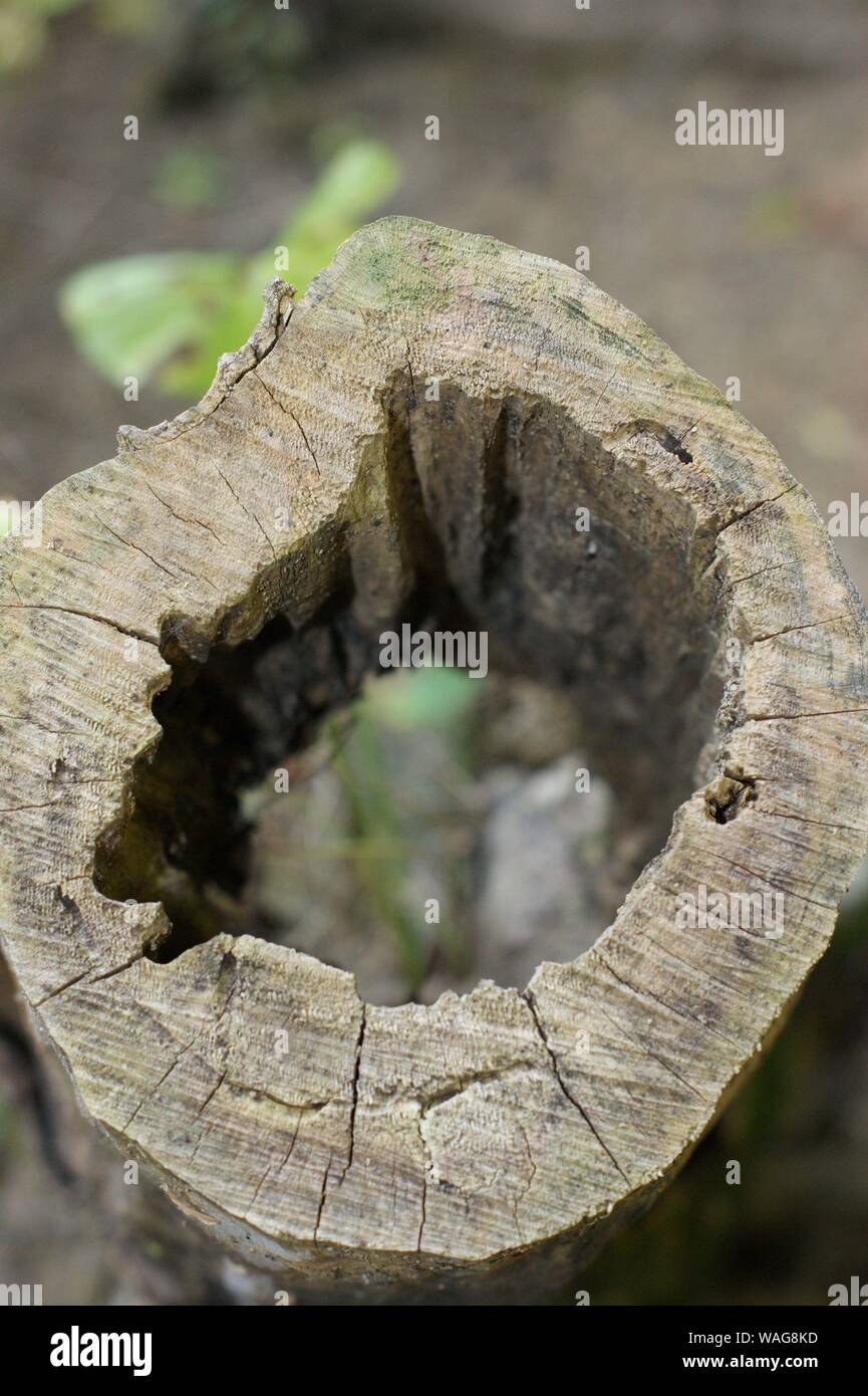 Tree log art hi-res stock photography and images - Alamy