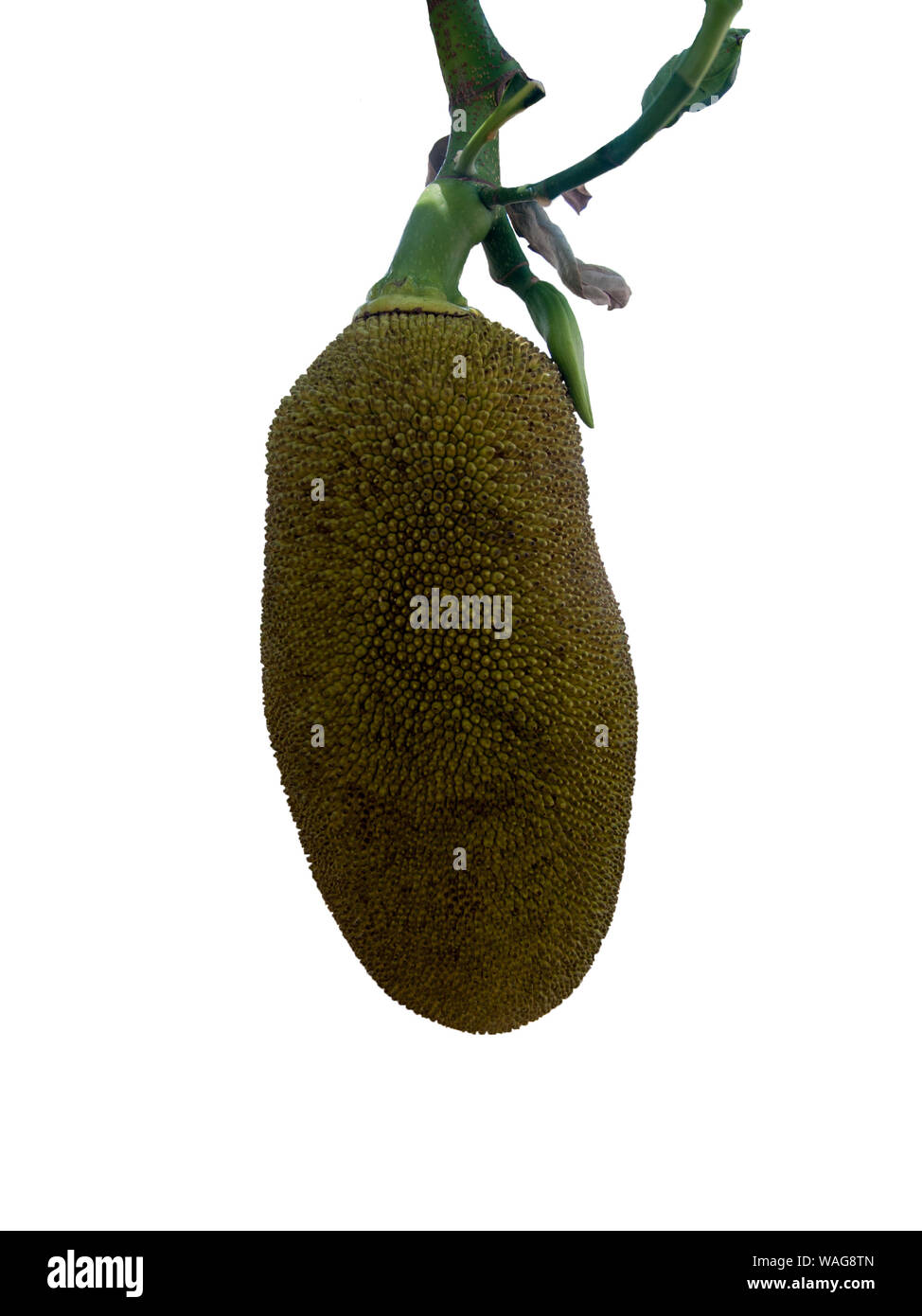 Green jackfruit on the tree with Isolated on white background Stock ...