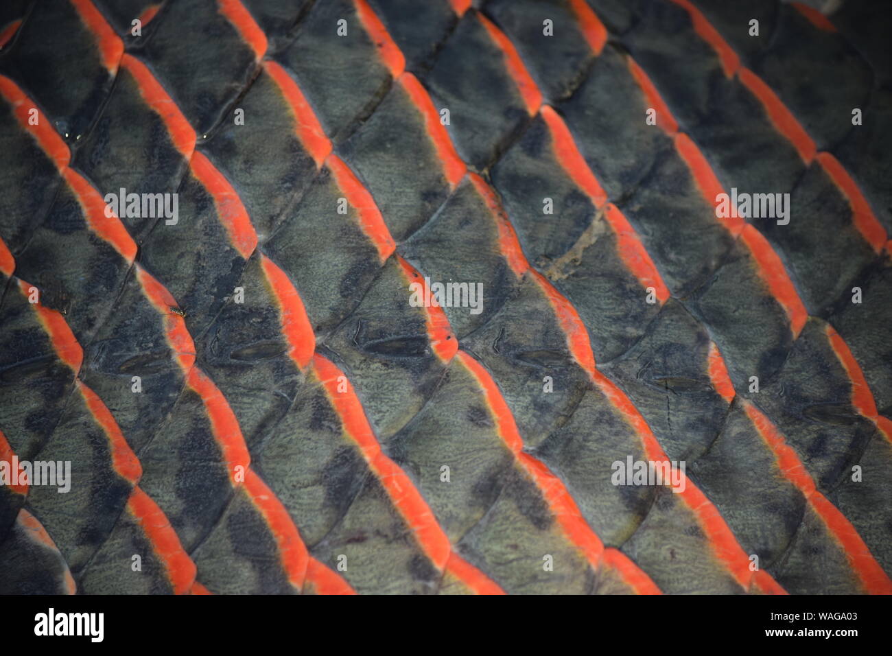 Arapaima scales hi-res stock photography and images - Alamy