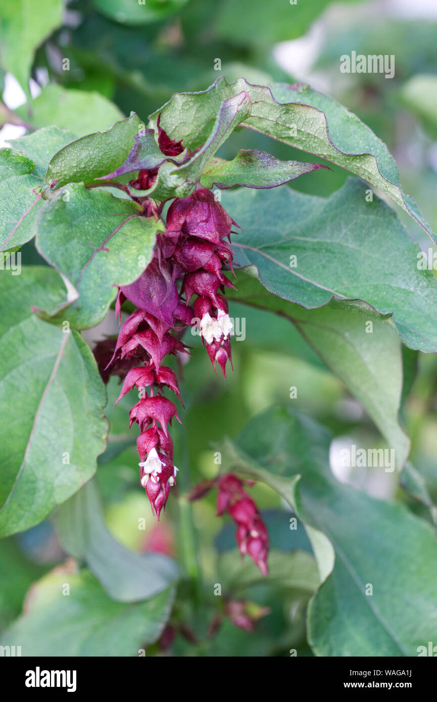 Leycesterias hi-res stock photography and images - Alamy
