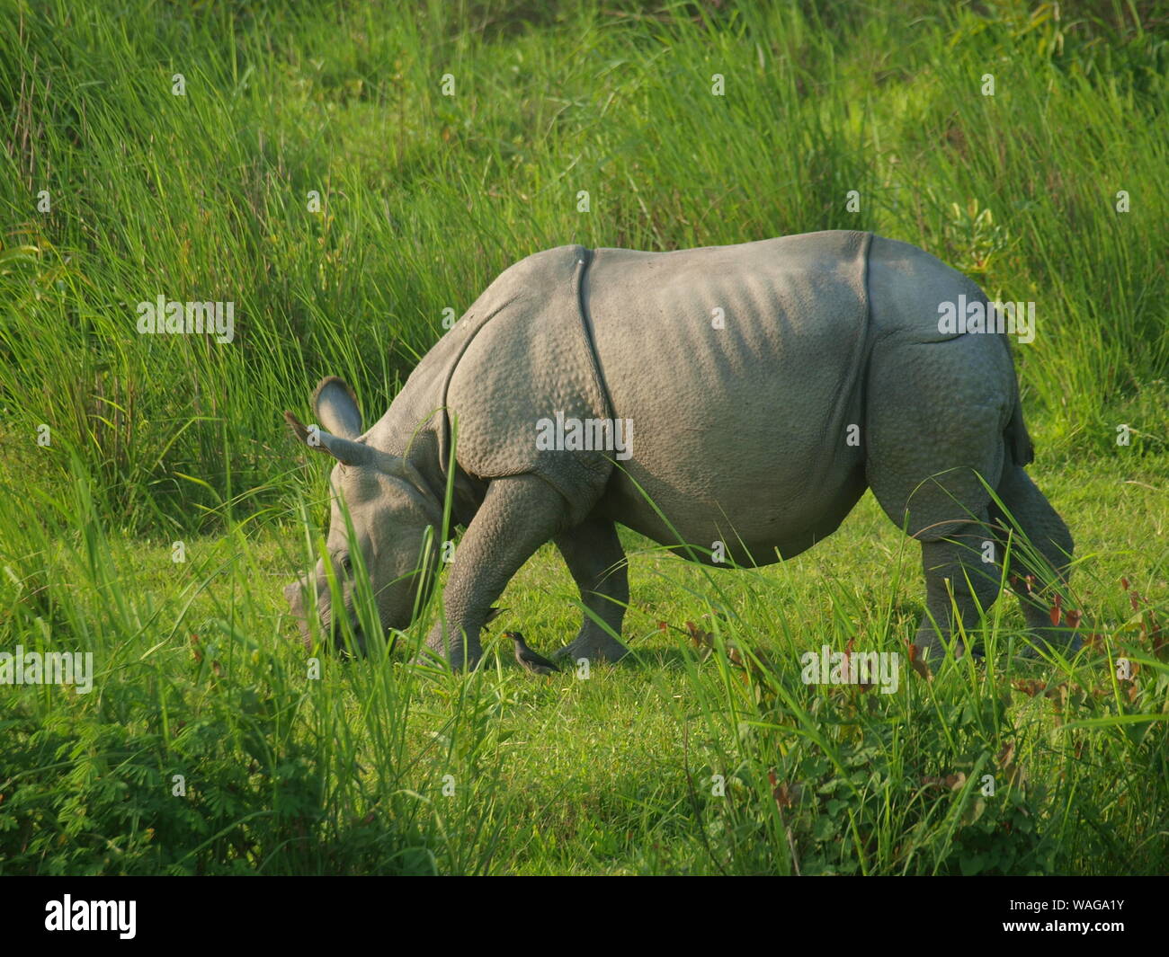 Young asian rhinoceros Stock Photo - Alamy
