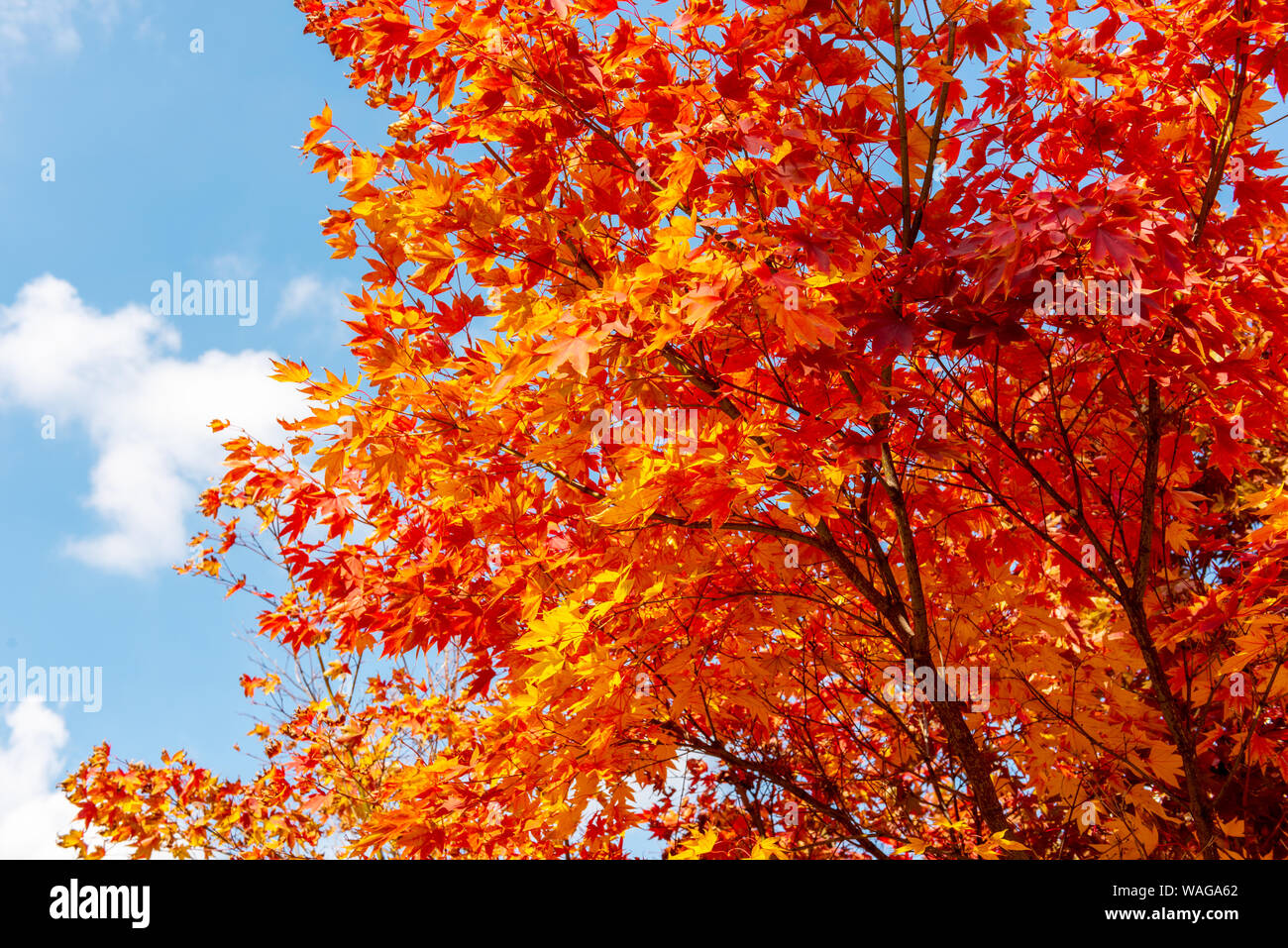 Beautiful maple tree with red foliage in early fall Stock Photo - Alamy