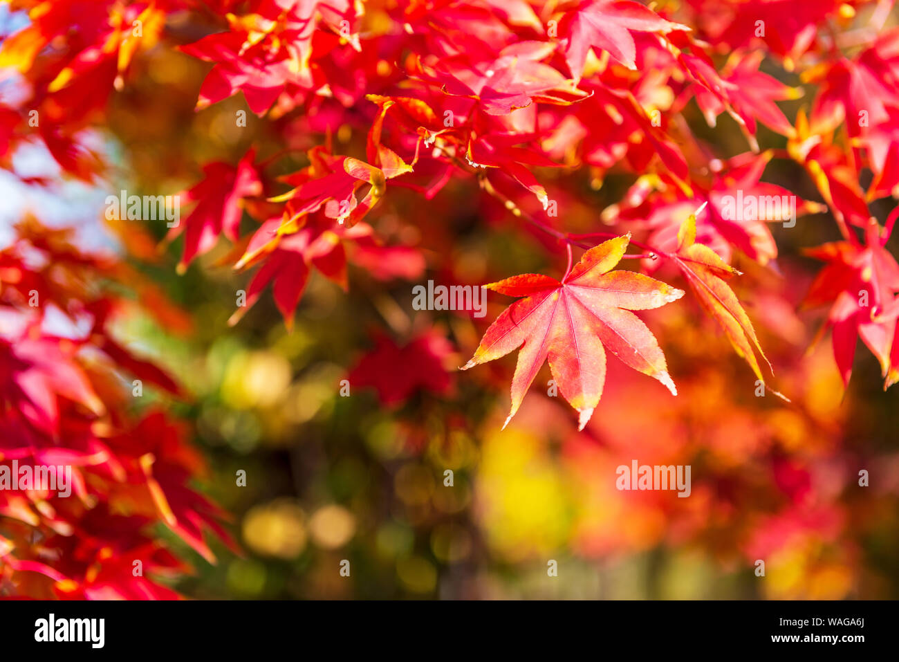 Autumn Maple Tree Background.Seoul Korea Stock Photo - Alamy