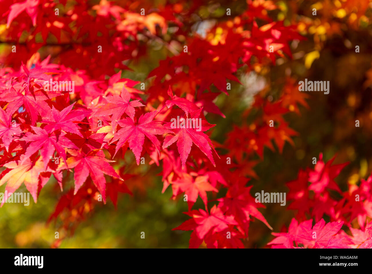South korea maple tree hi-res stock photography and images - Alamy