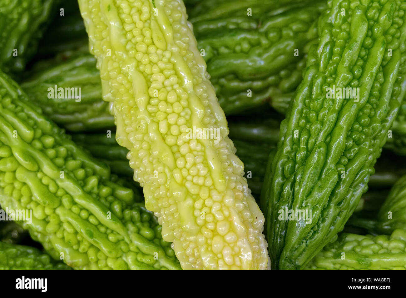 A lightly colored bitter melon sticking out among the regular green ...
