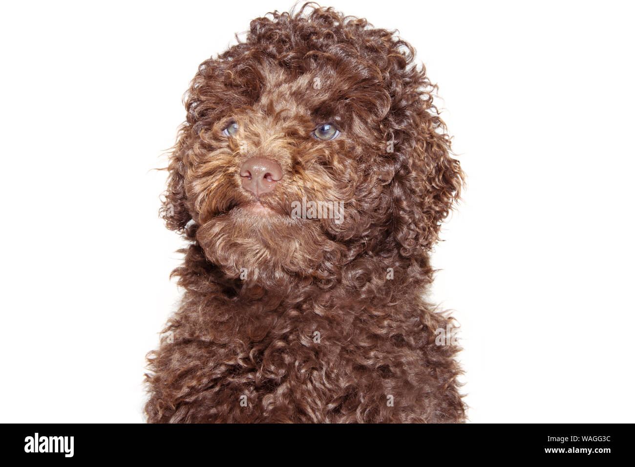 Portrait puppy labradoodle dog isolated on white background Stock Photo ...