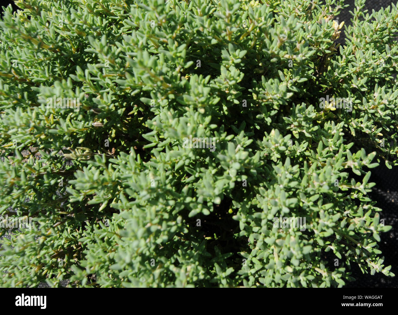Switzerland: Majoran plant in a herbals garden in Zürich Stock Photo ...