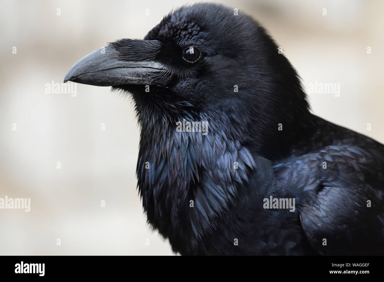 Raven head hi-res stock photography and images - Alamy