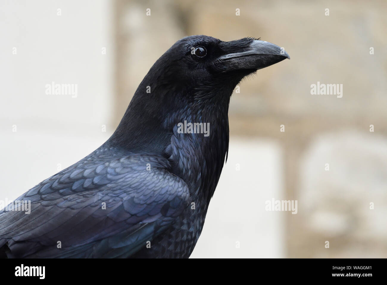 Close up portrait of a common raven (corvus corax Stock Photo - Alamy
