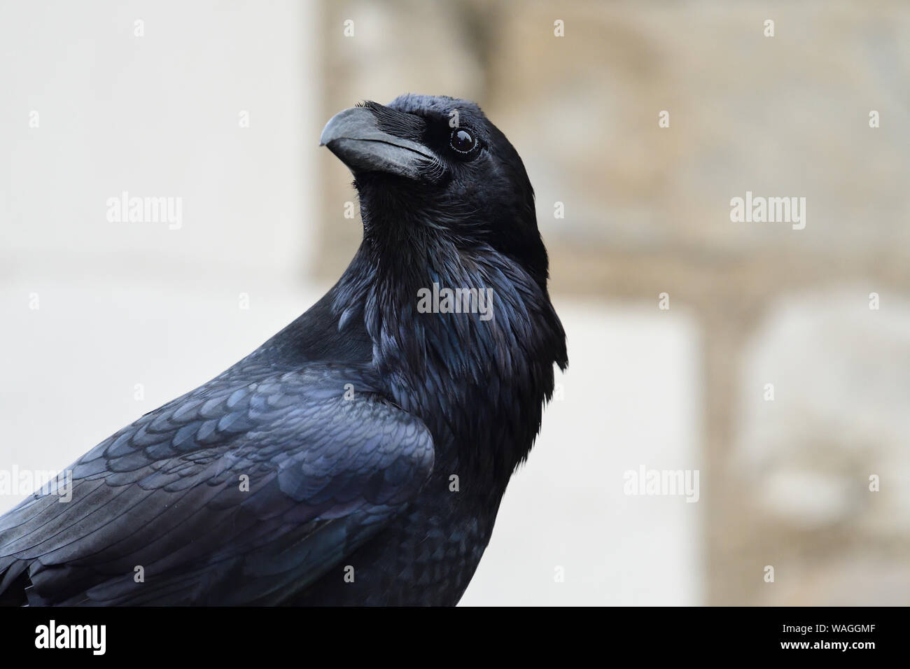 Raven close up head shot hi-res stock photography and images - Alamy