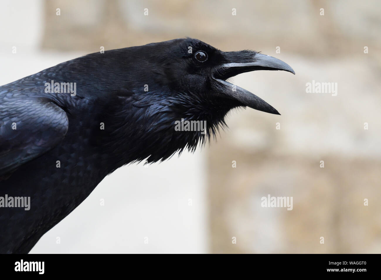 Raven with open mouth hi-res stock photography and images - Alamy