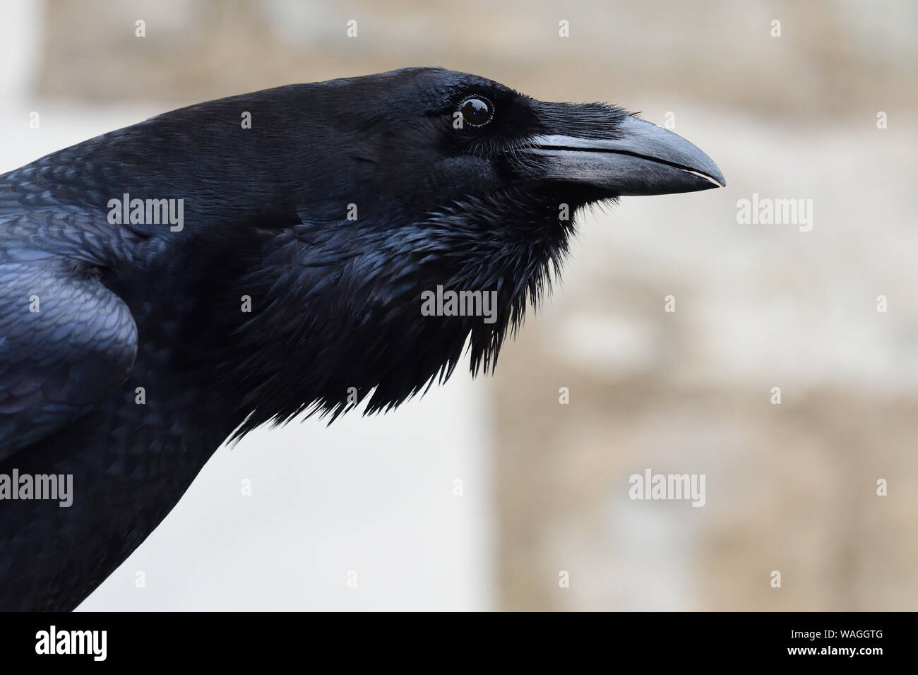 Raven Bird Head