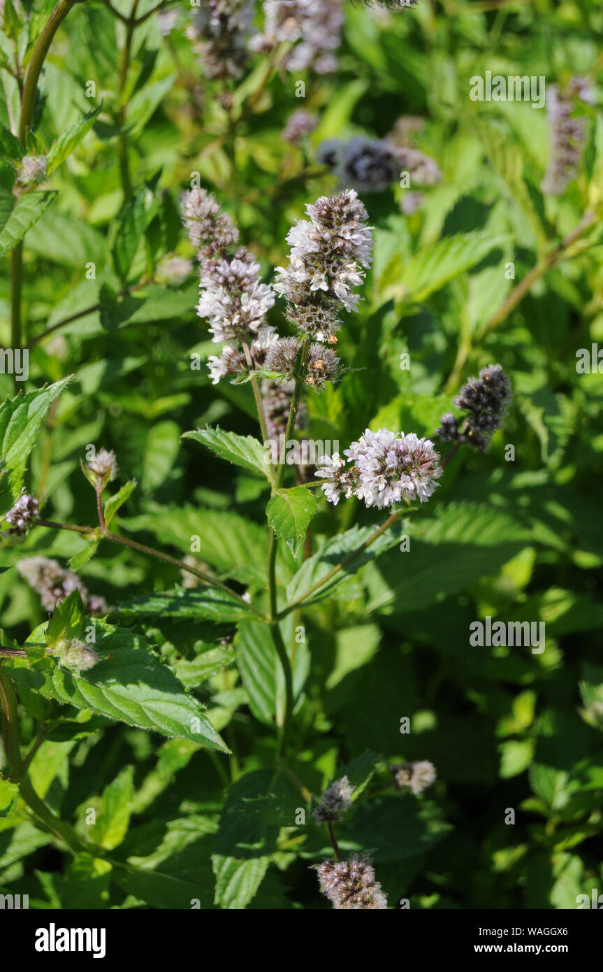 Thymian plants hi-res stock photography and images - Alamy