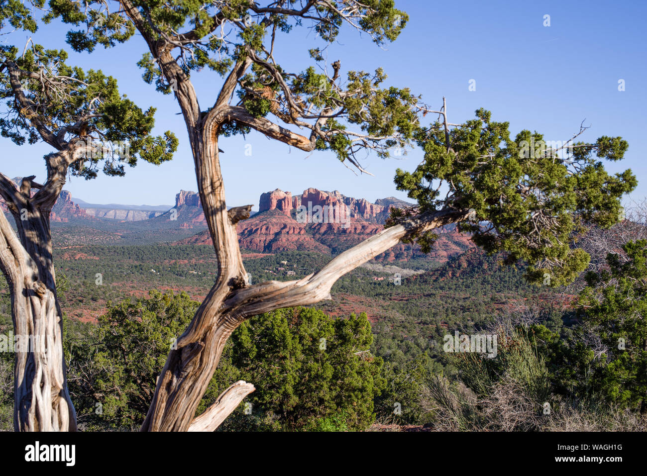 Colourful valley with red rock formations seen through a forked trunk ...