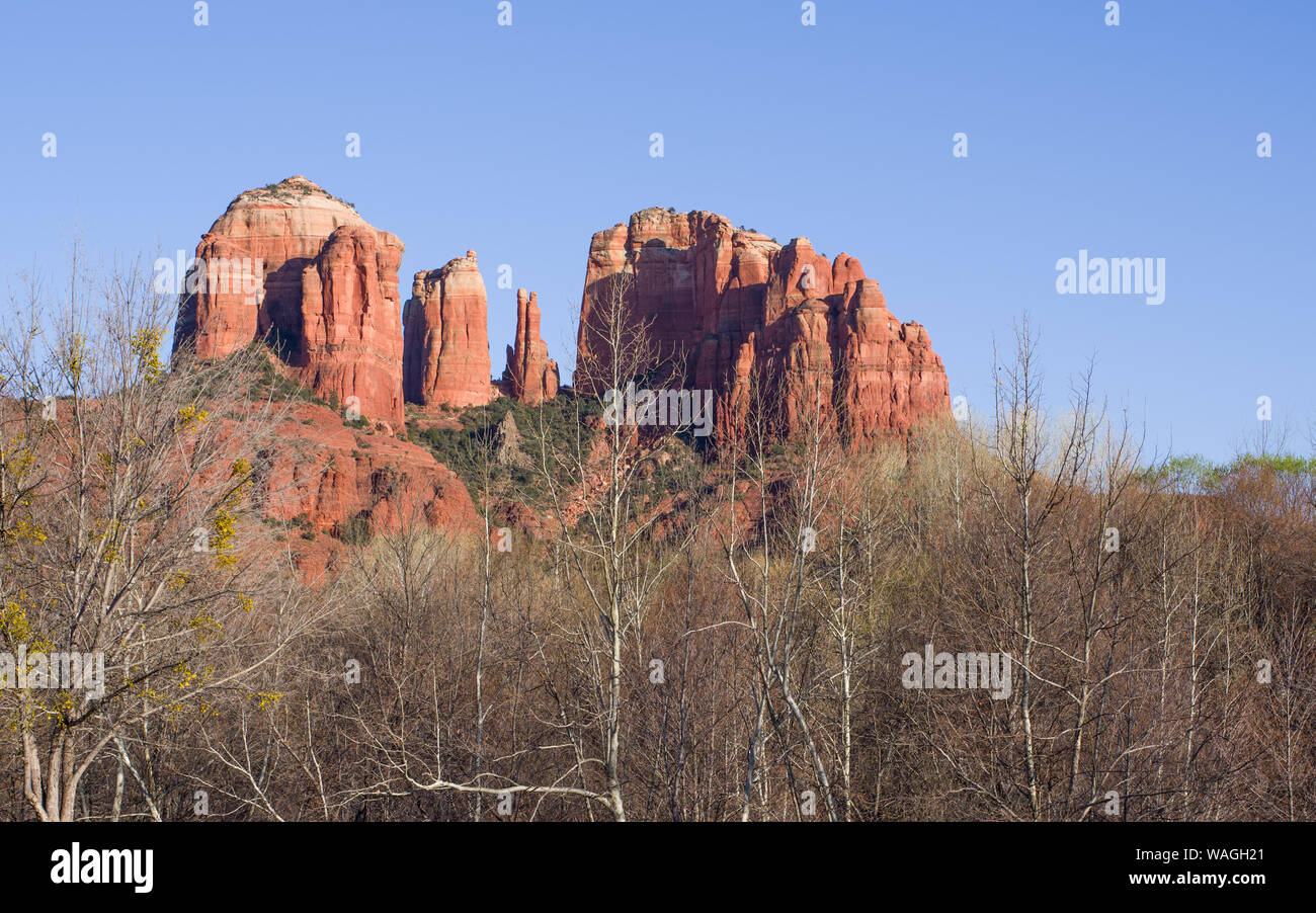 Cathedral rock in Sedona in spring time - seen above branches of almost ...