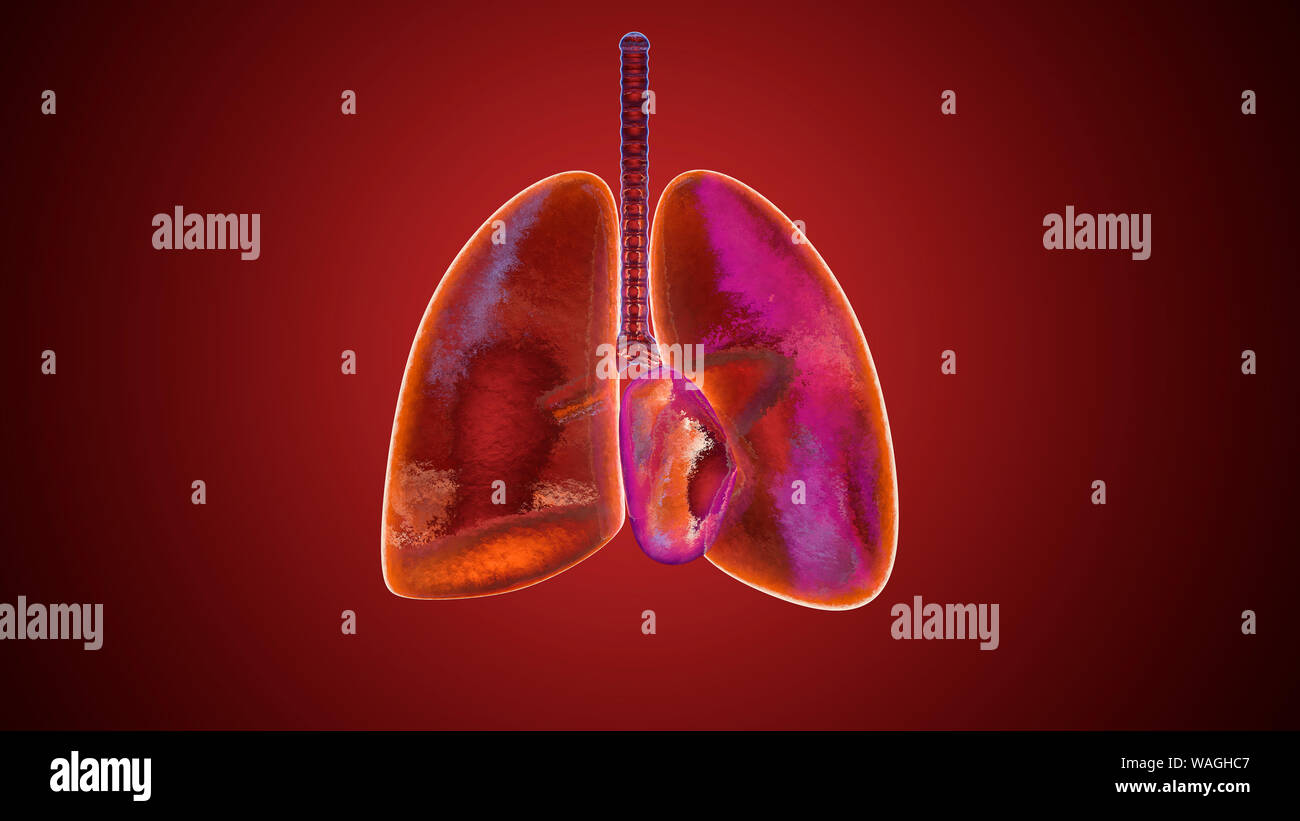 Healthy Lungs High Resolution Stock Photography and Images - Alamy